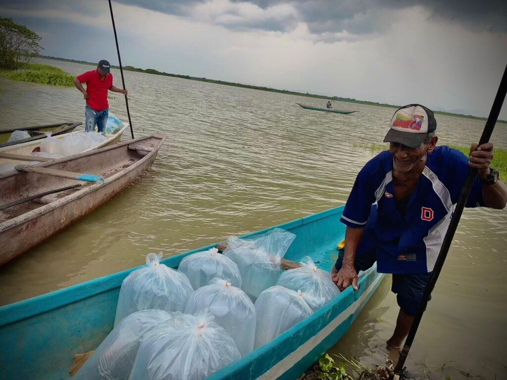 Aqua Bolívar sembrará dos millones de alevinos de bocachico en cuerpos ...